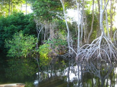 Caroni Swamp – Citizens for Conservation Trinidad & Tobago